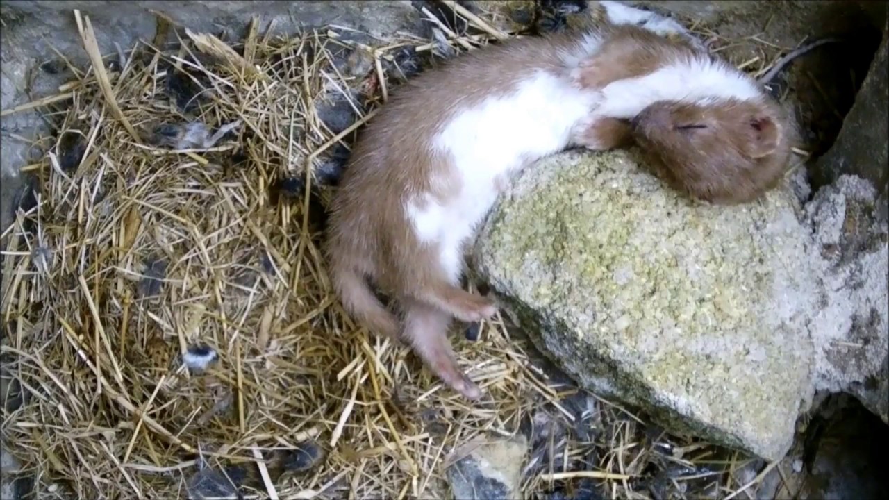 A Weasel's Crazy Sleeping Position | Discover Wildlife | Robert E Fuller - YouTube