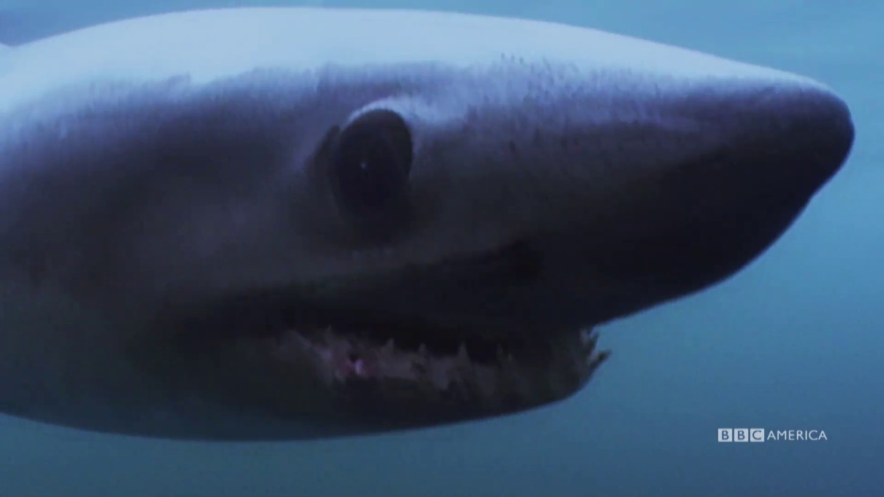 Pacific Predators Swoop In | Nature's Great Events | BBC America - YouTube