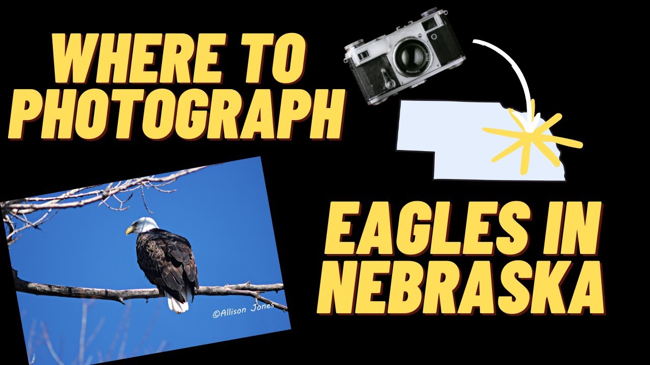 Where to photograph bald eagles in Nebraska | Wildlife Photography # ...