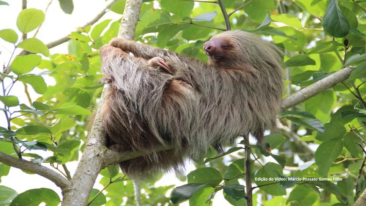 Som do Bicho Preguiça - YouTube