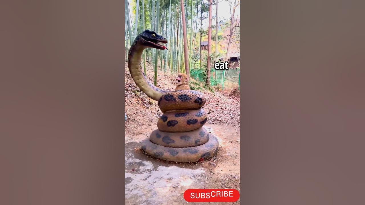 The Big Snake Eating Little Monkey| #bigsnake #mybeast - YouTube