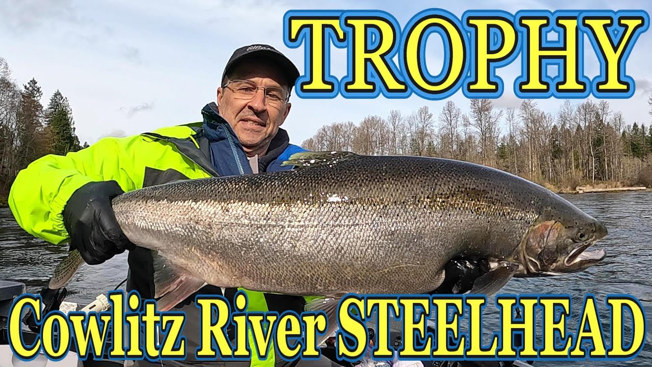 The Cowlitz River Gives Up A Monster STEELHEAD - YouTube