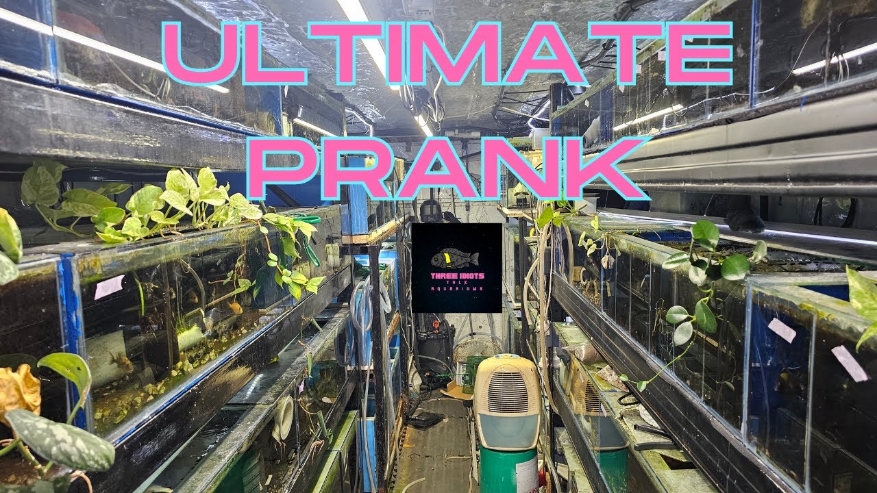 DESTROYING BALDY'S FISH FOOM - YouTube