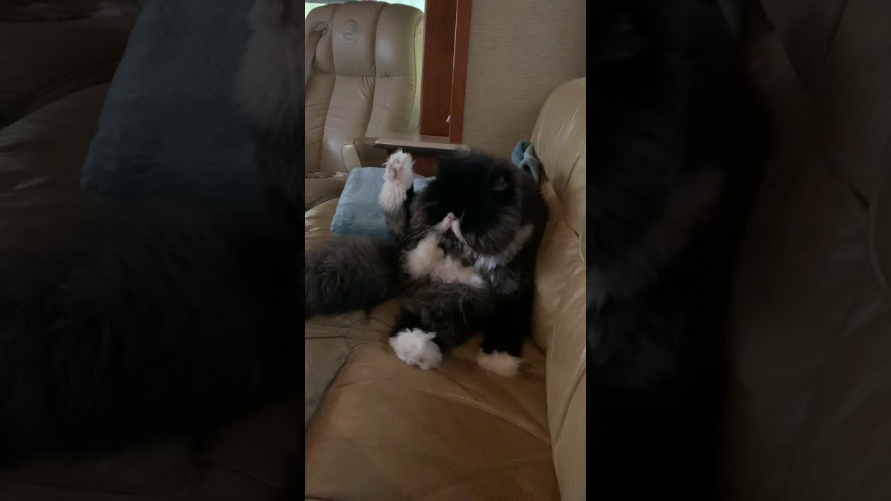 Spineless Cat #shorts - YouTube