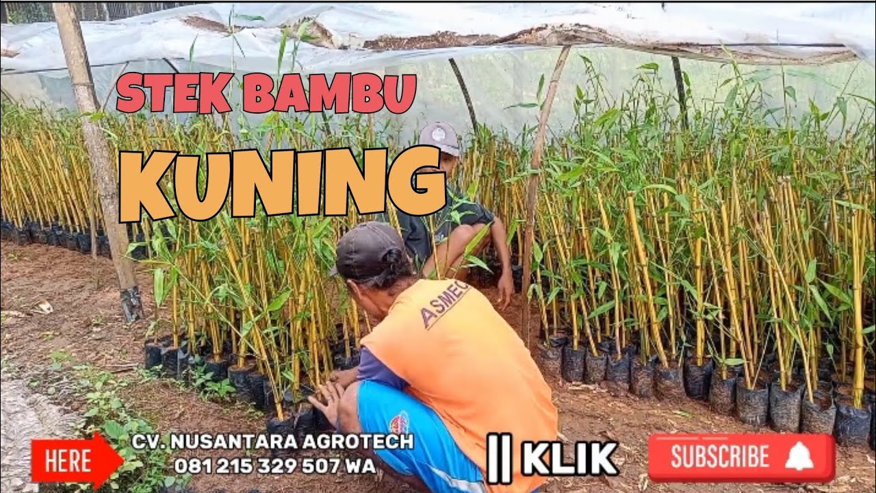 STEK RANTING BAMBU KUNING || PEMBIBITAN BAMBU KUNING - YouTube