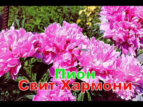 Пион Свит Хармони - YouTube