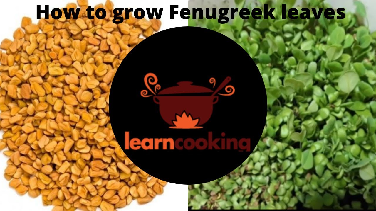 How to grow fenugreek at home| How to grow methi | grow fenugreek ...