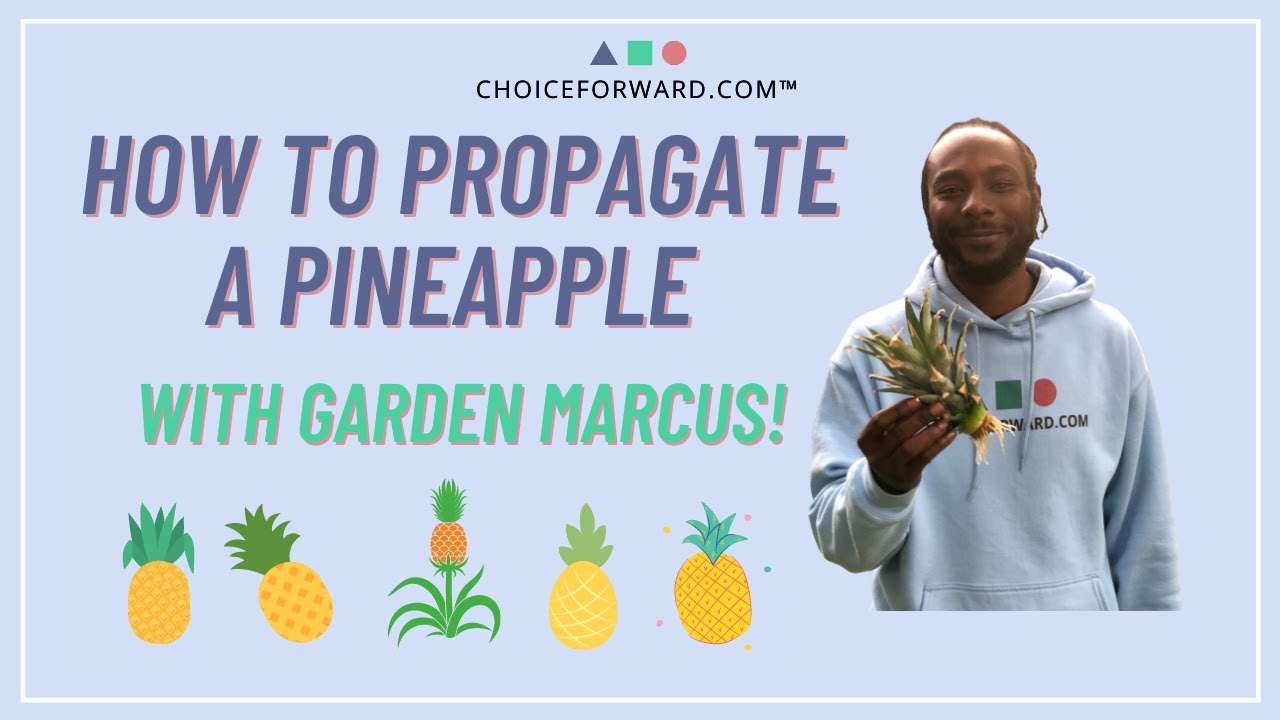 How to Propagate a Pineapple 😁 🍍 | Garden Marcus - YouTube