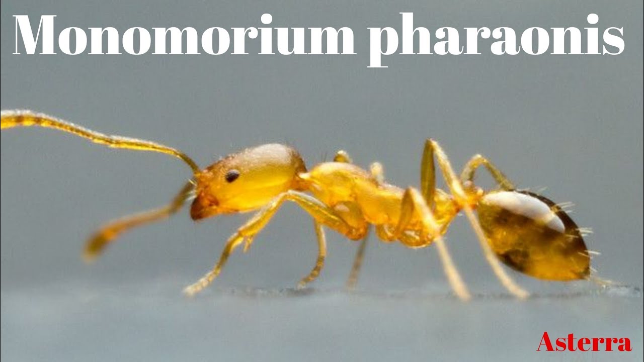 Monomorium pharaonis (Mrówki Faraona) - YouTube