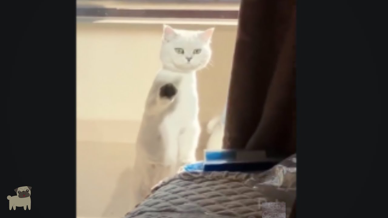 [NEW] Funny Cats compilation - Cats being Dope for six minutes ︎ - YouTube