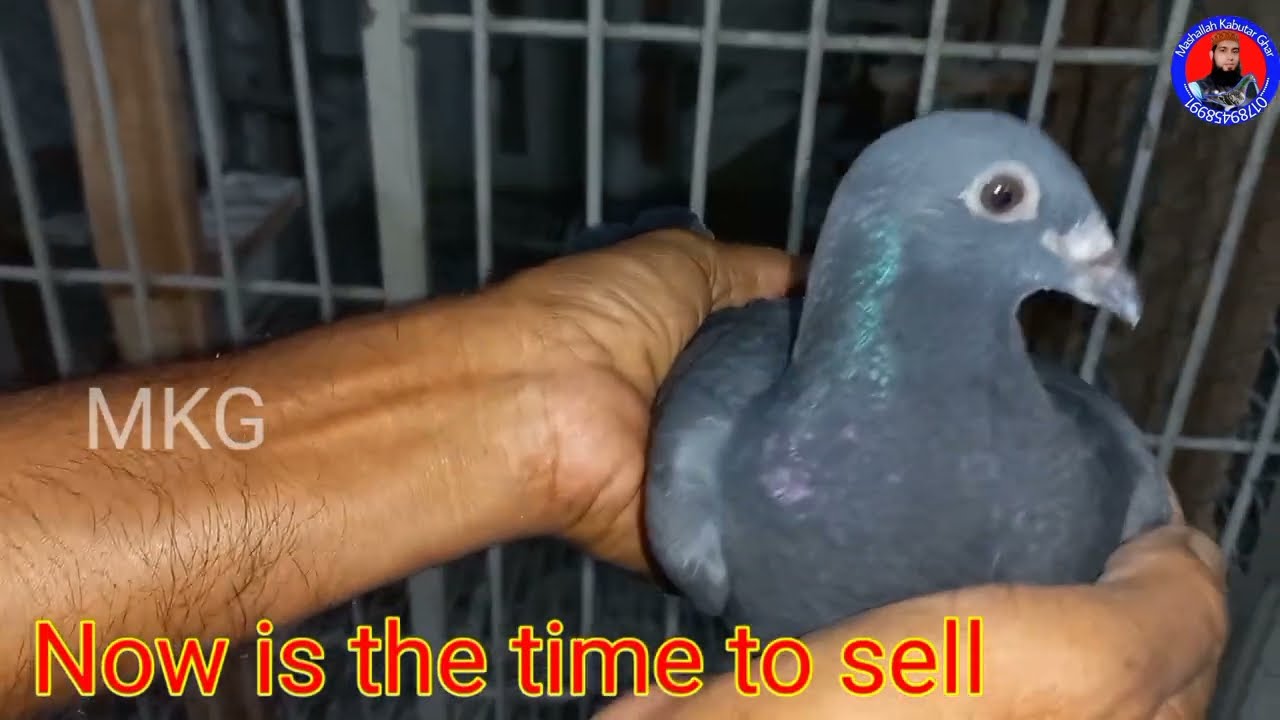 The growth of a baby pigeon| how to grow baby pigeon fast | how to give ...