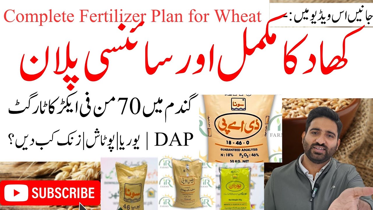 Complete Fertilizer Plan for Wheat | Increase Yield Up to 70 Mund per ...