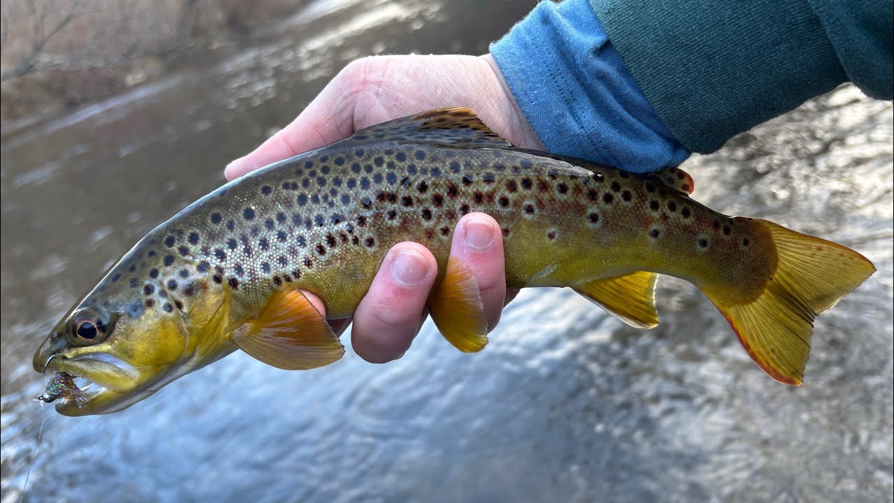 Catching BEAUTIFUL Wild Brown Trout on Streamers!! - YouTube