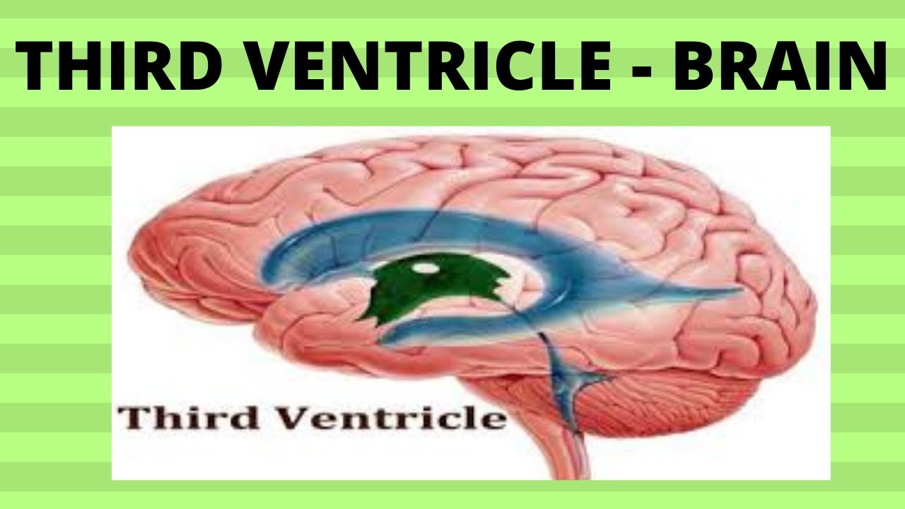 THIRD VENTRICLE OF BRAIN - ANATOMY - YouTube