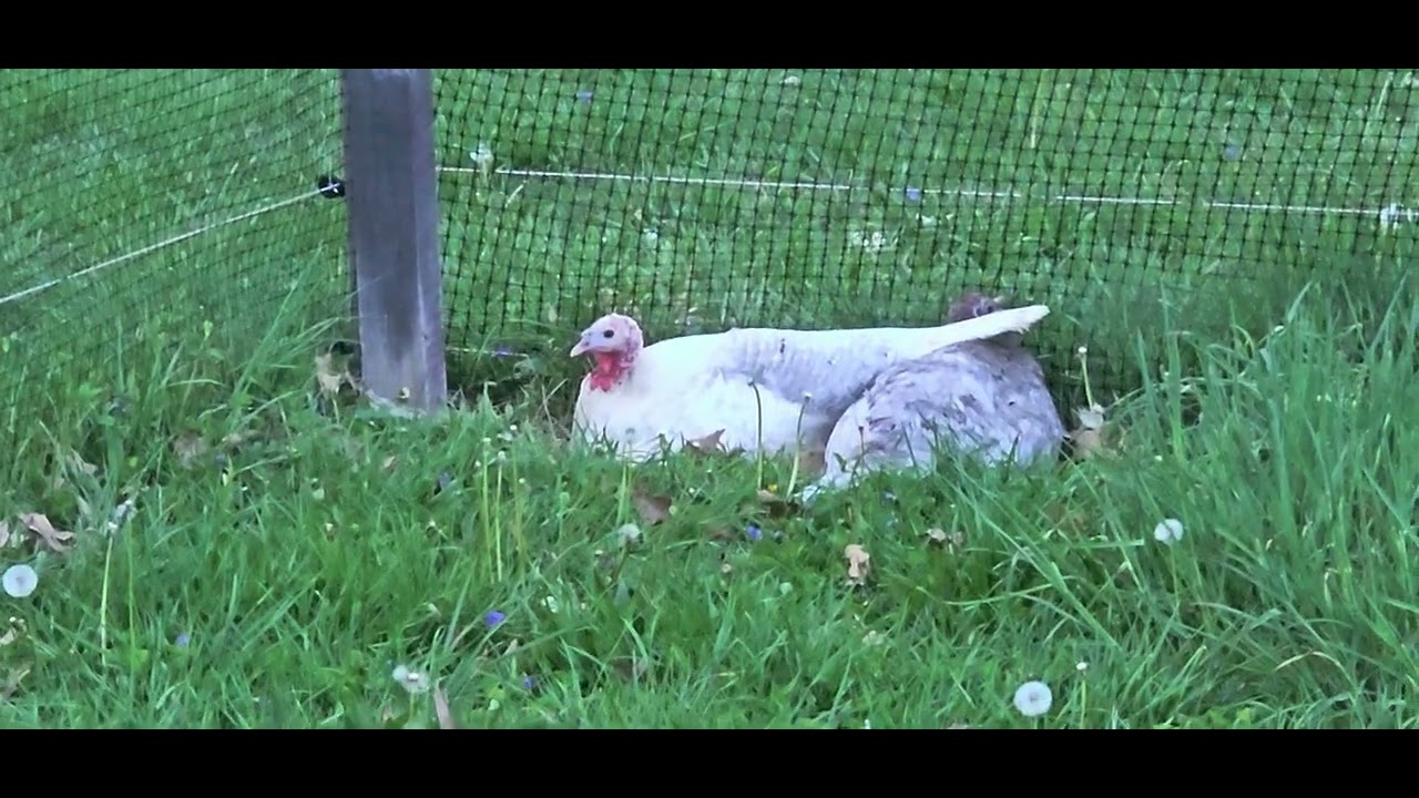 Broody turkey hens - YouTube