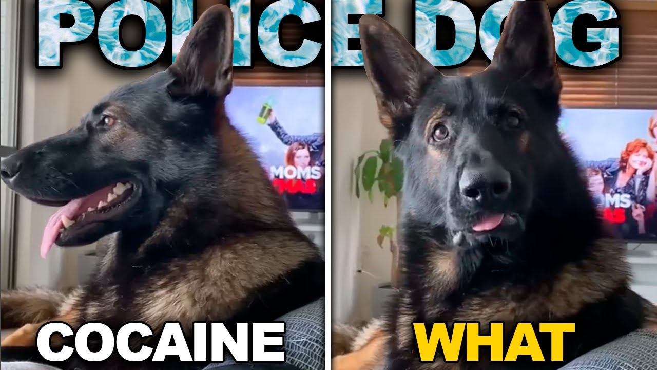 POLICE DOG reacts to COCAINE - YouTube