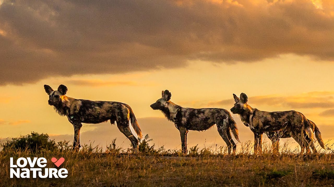 Wild Dogs Face Deadly Challenges | Wild Dogs: Running With The Pack 103 ...