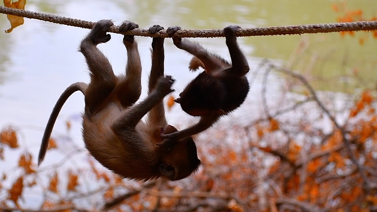 Stronger Every Day Baby Monkey Learns to Jump | Adorable Wildlife - YouTube