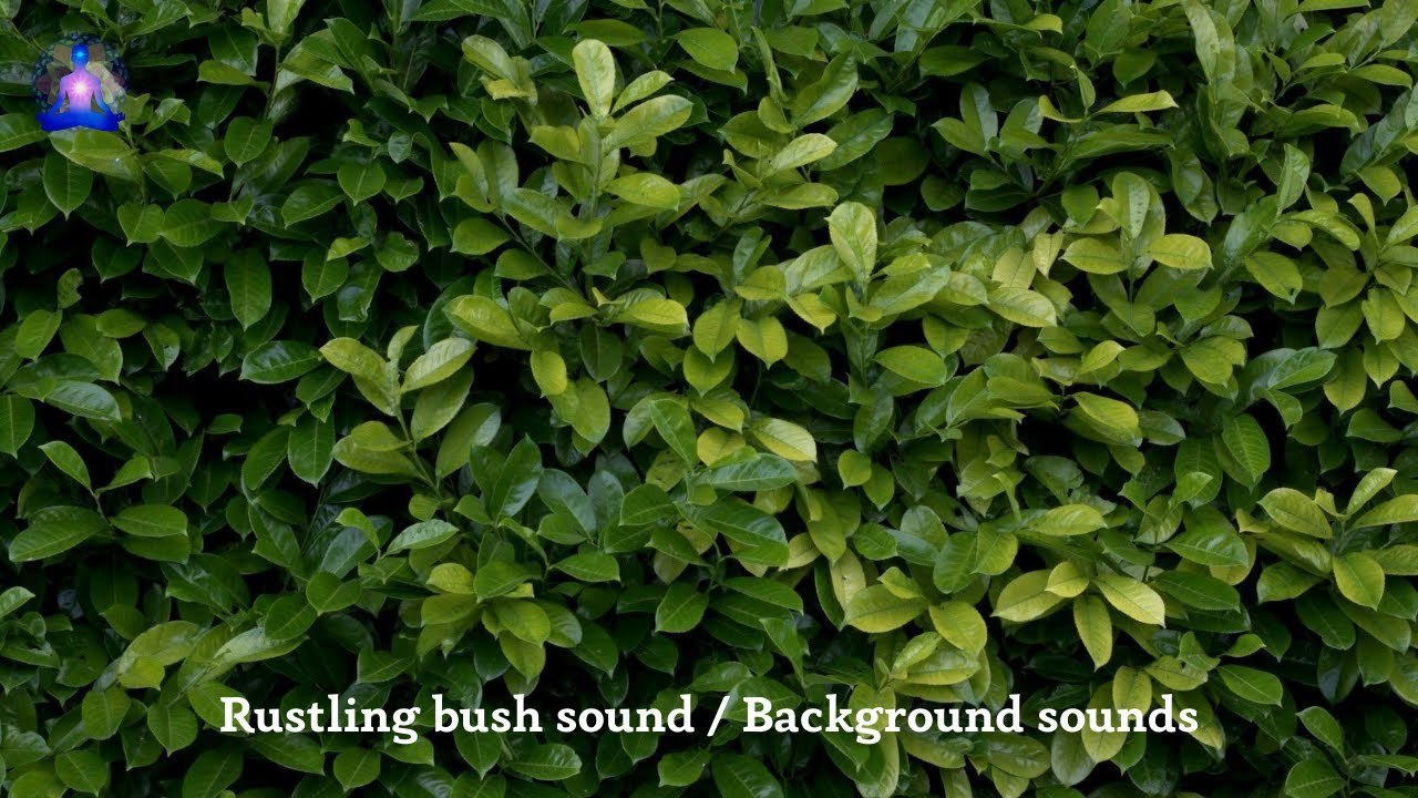 Rustling bush sound / Background sounds - YouTube