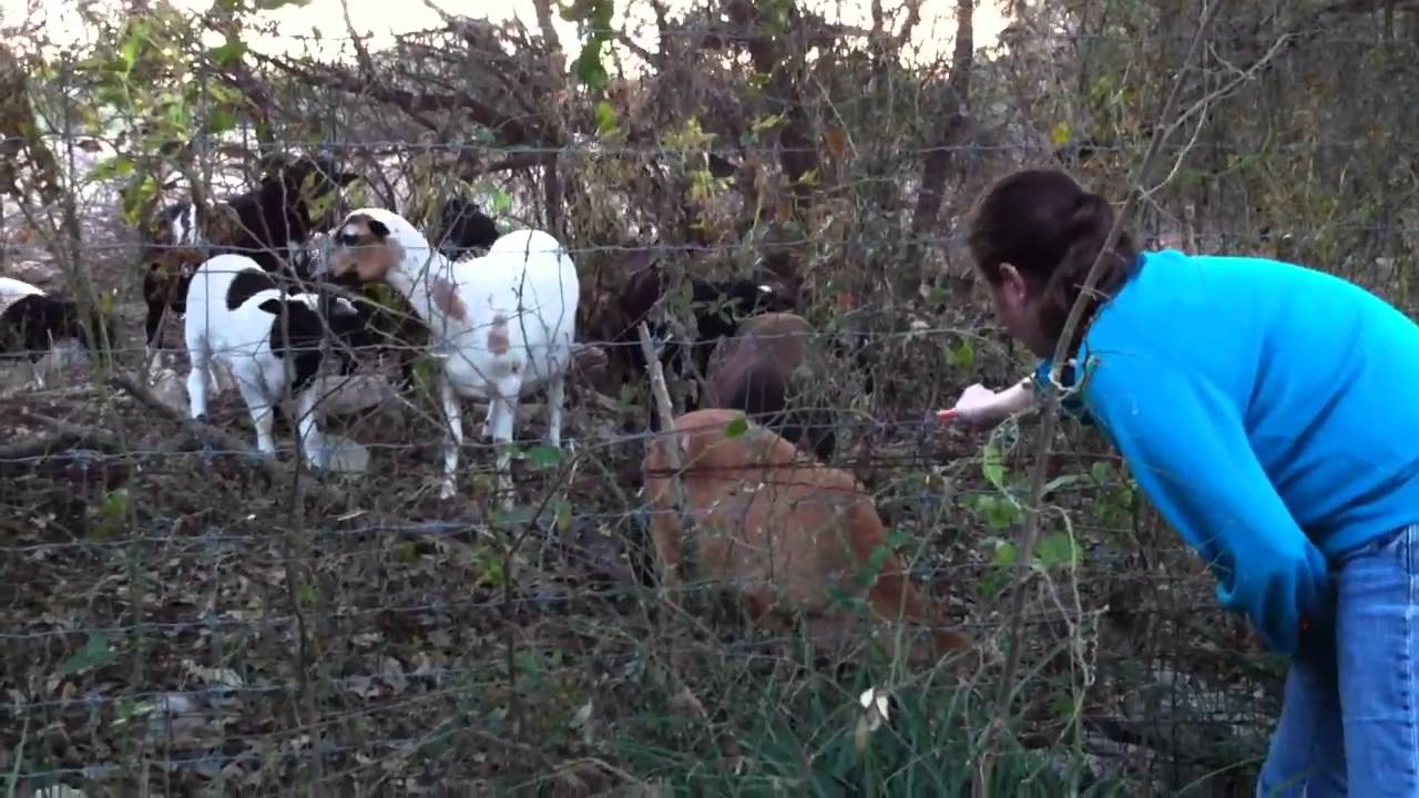 Goats in my Backyard - YouTube