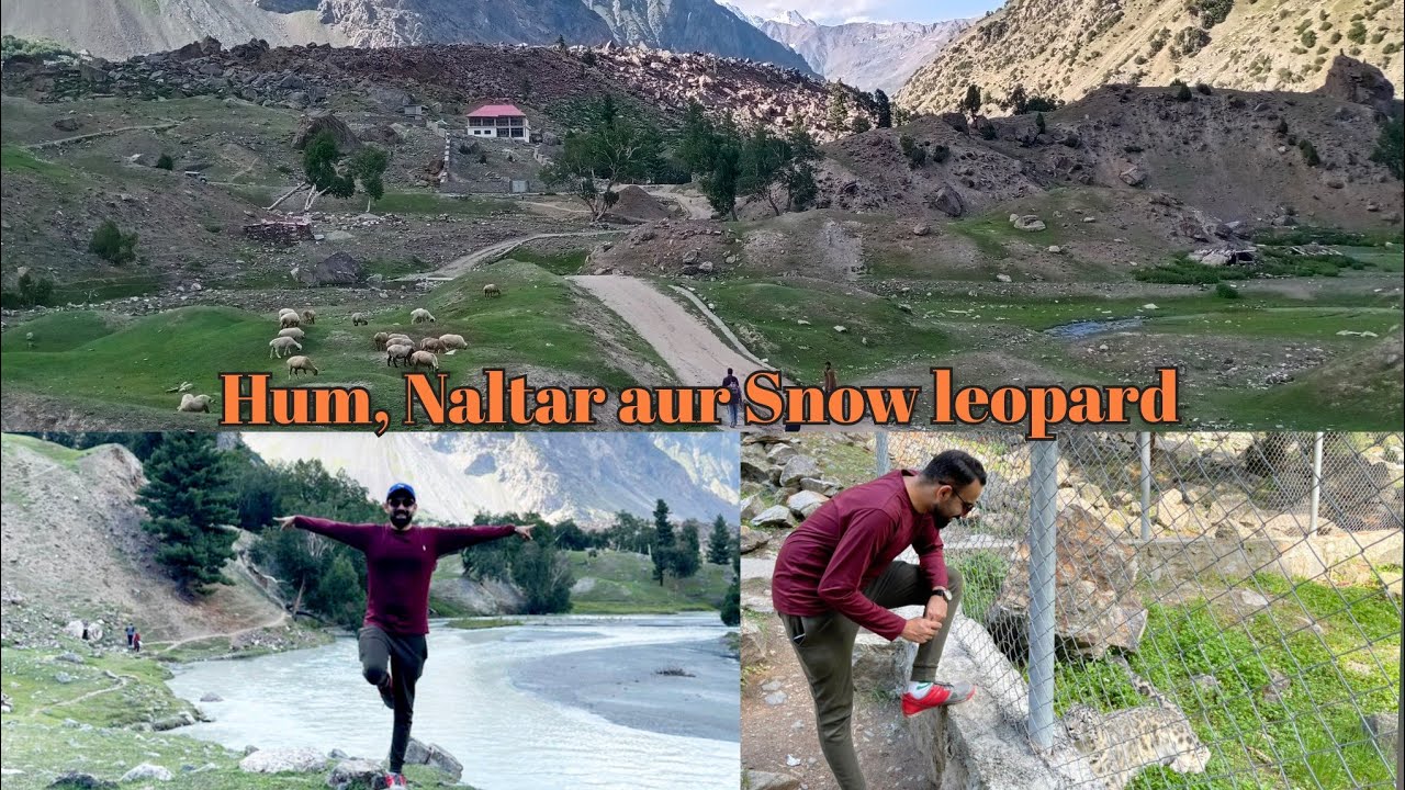 Snow leopard in Naltar valley | Landsliding | Trekking | Travel vlog ...