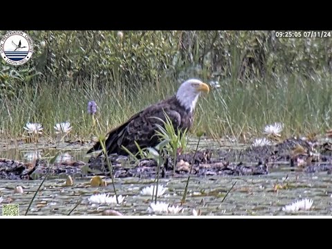 LPC Loon Cam 2 ~ Bald Eagle Encounter At Loon Nest! 😲 Dad Loon Defends Nest! 7.11.24 - YouTube