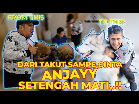 AKHIRNYA GUE BERANI SAMA ANJING, PELUK DAN GENDONG..!!