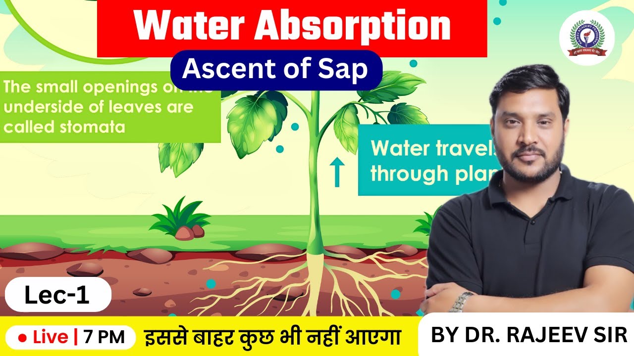 Water Absorption Ascent of Sap Biology | UPTGT | PGT | KVS | LT-GRADE ...