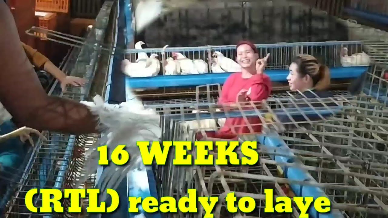 #dekalb #lohman 16 Weeks Dekalb Loading @DADA JOE'S VLOG - YouTube