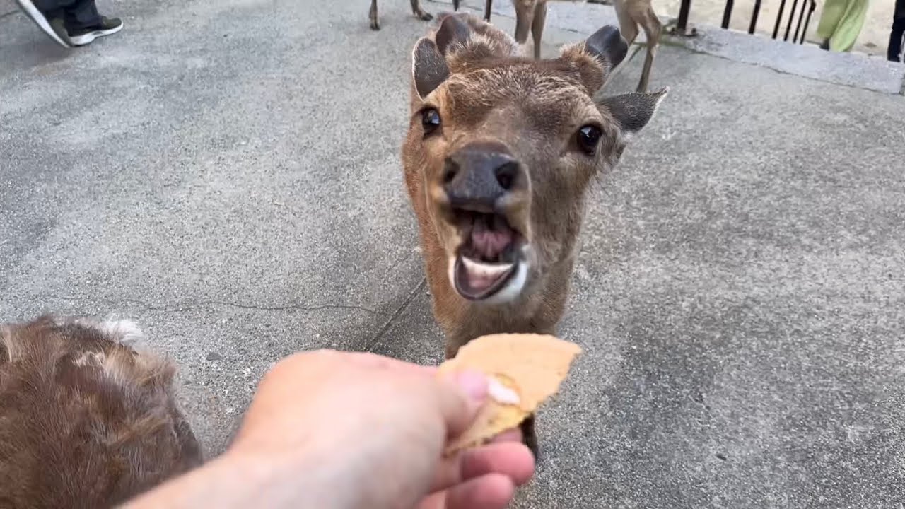 Deer are getting tired of overtourism but they are living tight in Nara ...