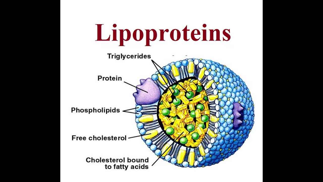 Lipoproteins structure and functions | 2024 - YouTube