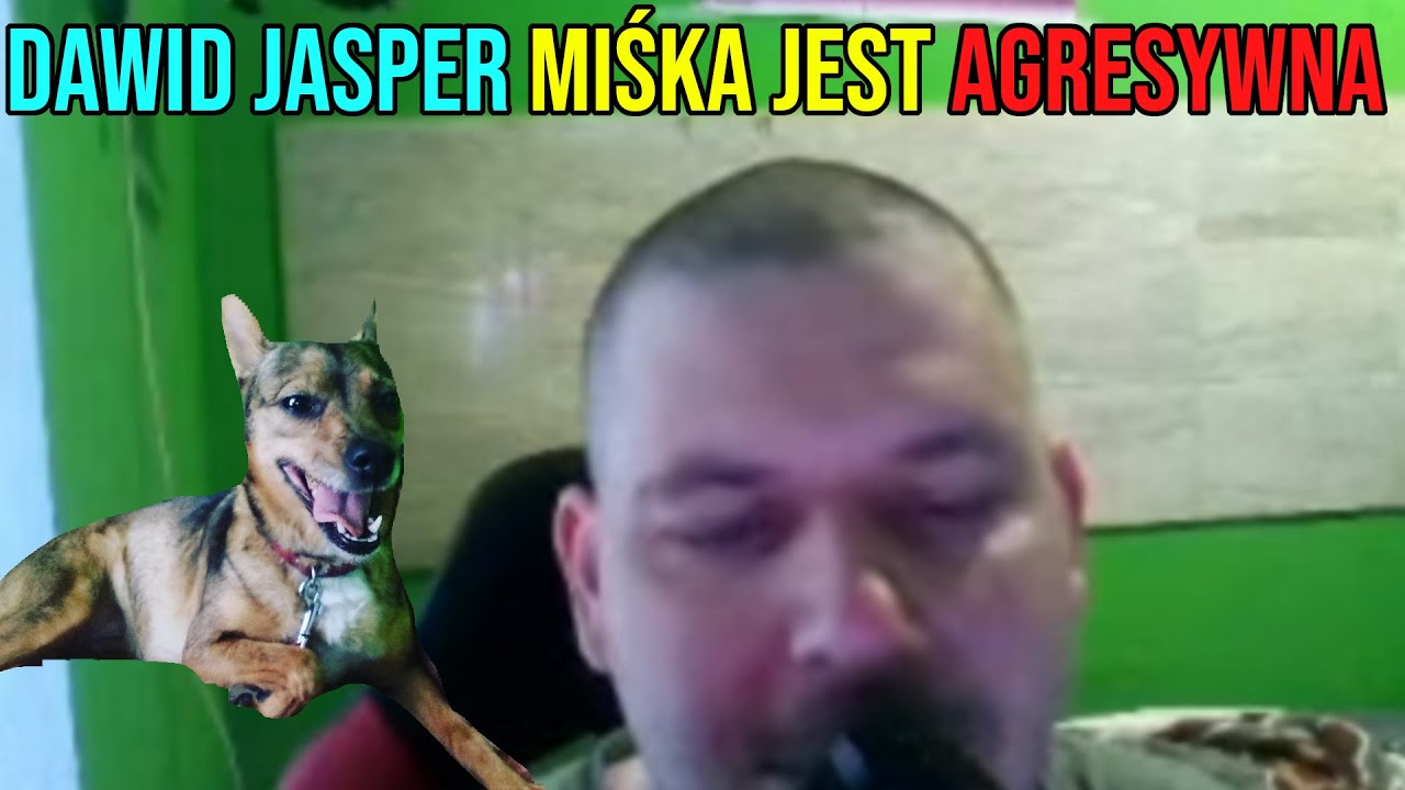 Dawid Jasper agresywna Miśka - YouTube
