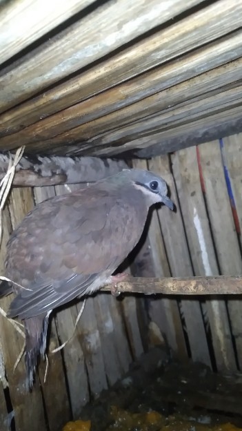 Ganto po samin pag gabi na ️ #fypシ゚viral #lifeinprovince #birds #cats ...