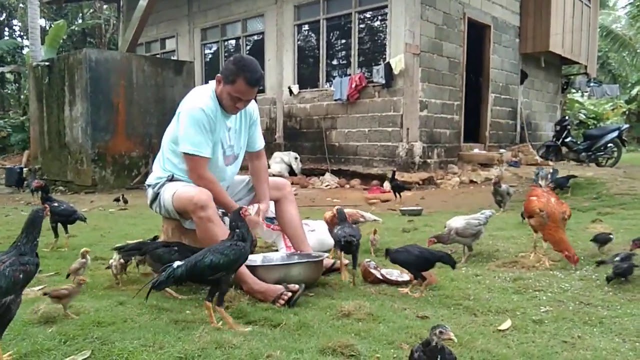 Paano magpakain at mag alaga ng Basilan Chicken - YouTube