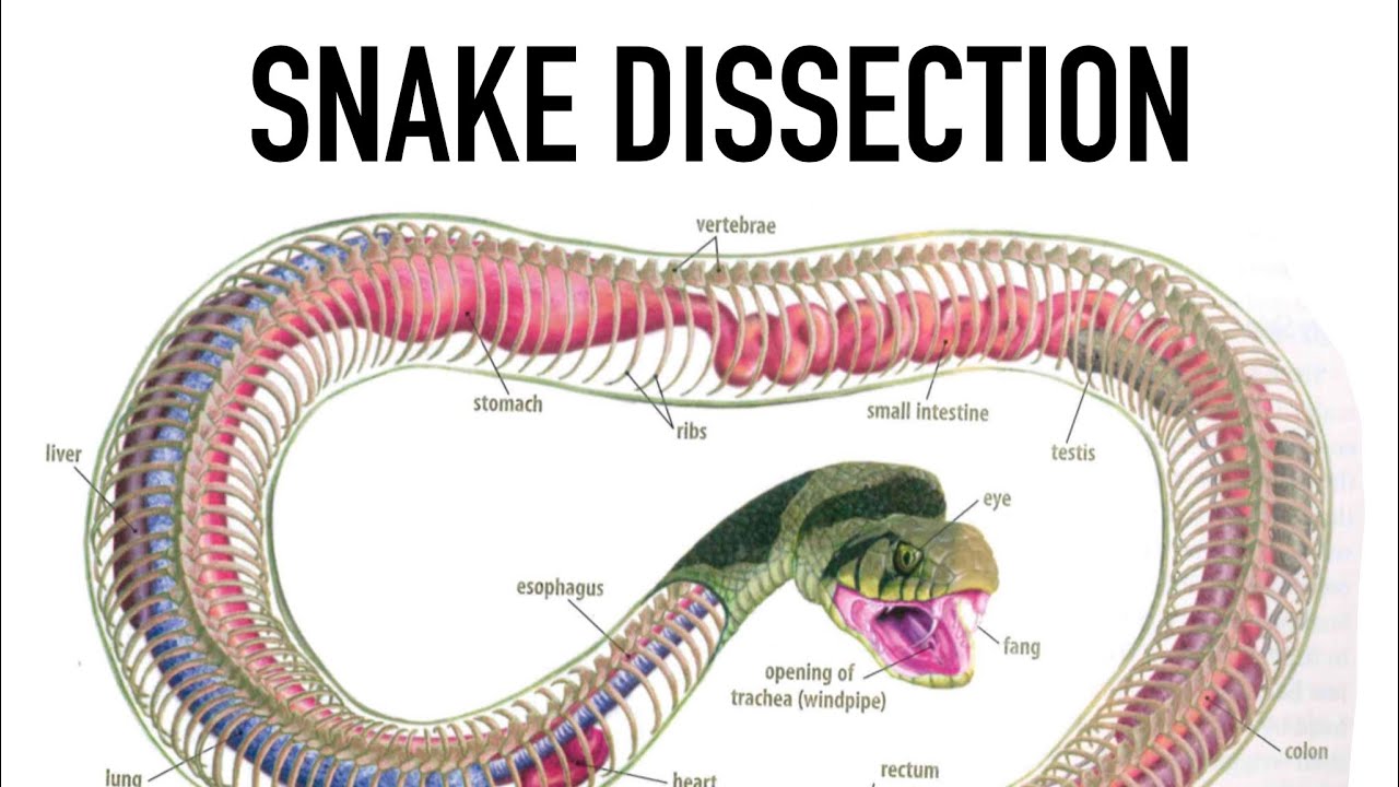 Double Snake Dissection Highlights GLBA 2021-2022 - YouTube