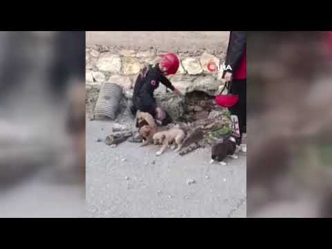 Su borusundan 7 yavru köpek çıktı
