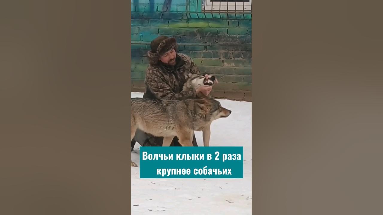 ВОЛК & ВОЛКОДАВ, есть ли шанс у волка? - YouTube