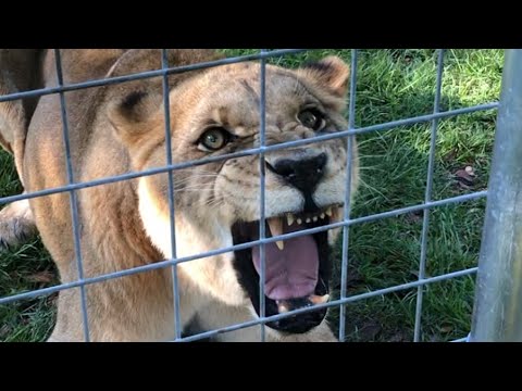 LION EATS A TURKEY!! - YouTube