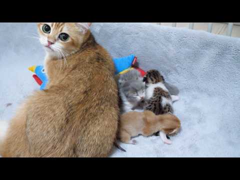 Here’s a mom cat so engrossed in her stuffed animal that she accidentally steps on her kitten…