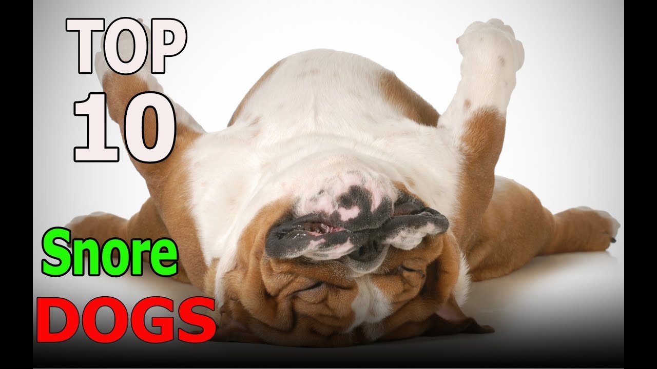 Top 10 Dog Breeds that Snore | Top 10 animals - YouTube