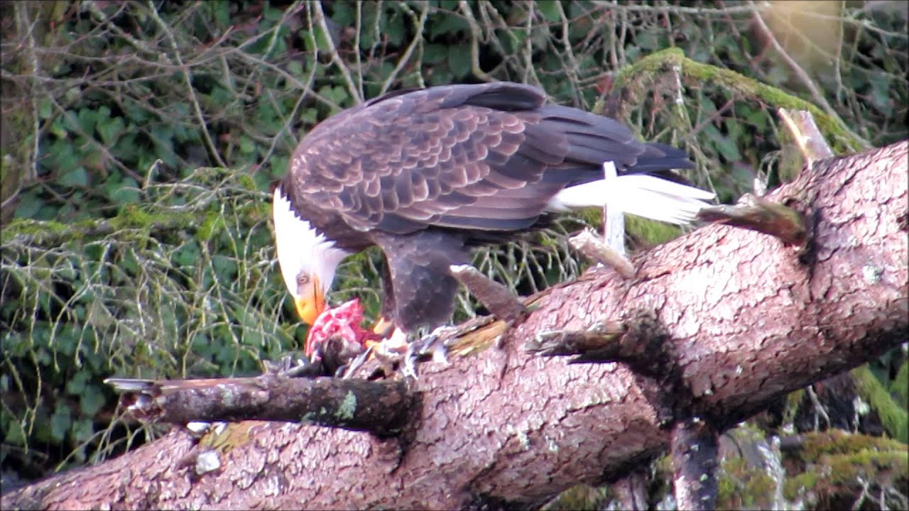 Bald Eagle eating a bird at Capitol Lake - YouTube