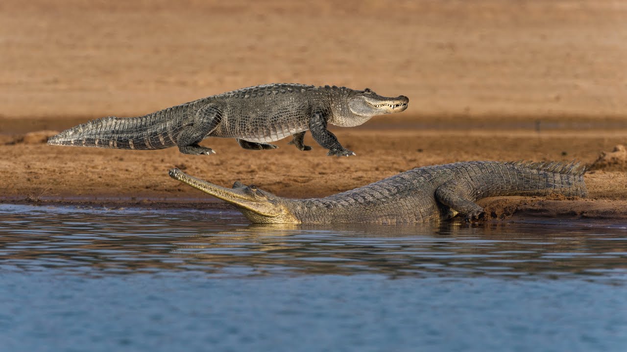 Gharial: Revealing the Gharial Bite's Power | Wild Animalogy - YouTube