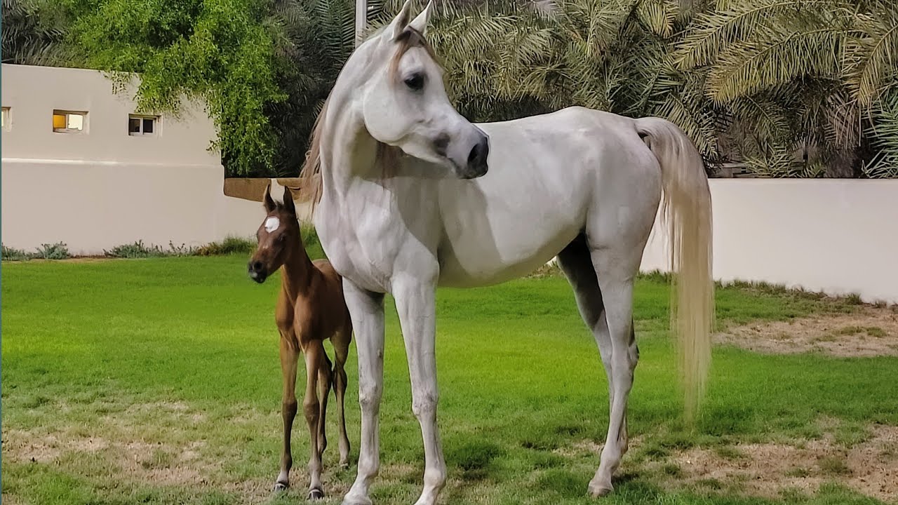 Mini very cute baby horses with their mother together 13 🎠 - YouTube