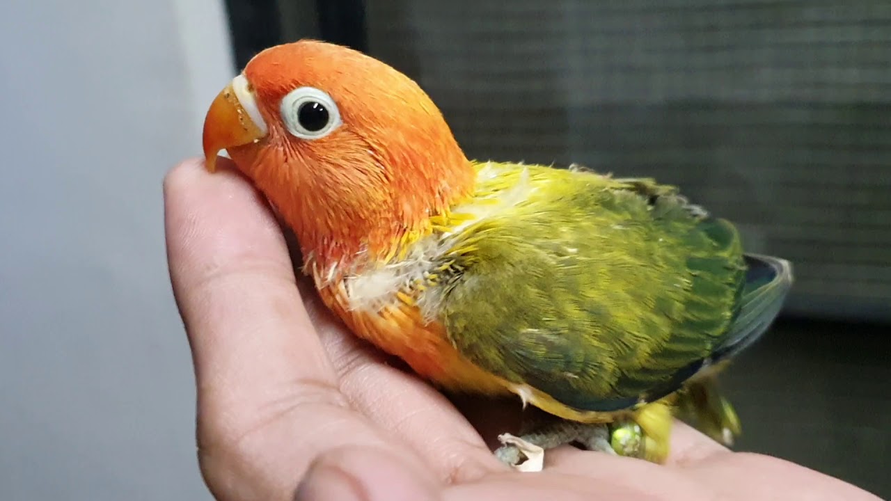 green opaline euwing/pb/pf - YouTube