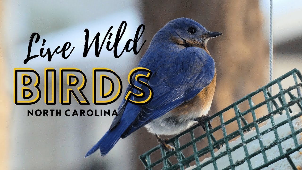 Nature Livestream Birds and Wildlife Live Stream - YouTube