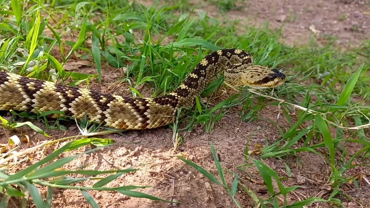 Vibora de cascabel crotalus molossus - YouTube