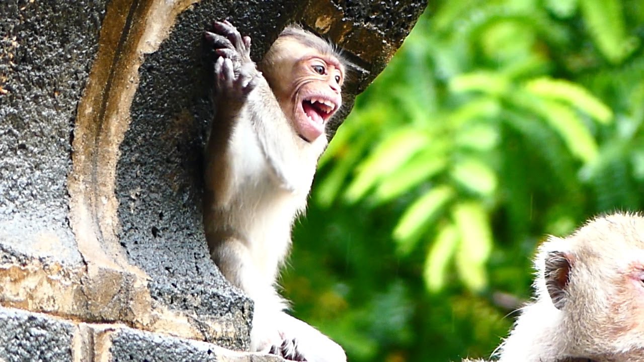 Sadness To Poor Little Cute Baby Sakura Crying, Because Of Hungriness ...