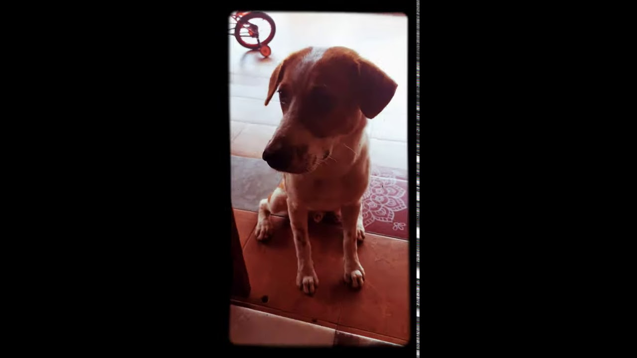 Comedy dog - YouTube