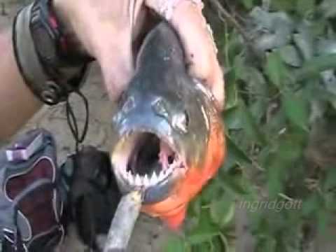 cannibal Piranha.razor-sharp teeth dientes de bisturi.piraña canibal ...