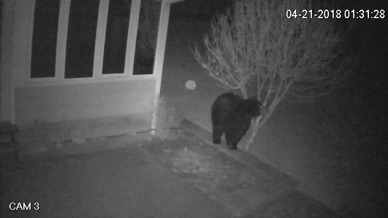 April 2018 Limping Bear. - YouTube